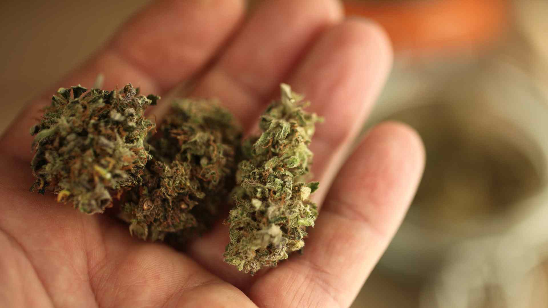 Top Cannabis Creative Strains For Artists in Mississauga