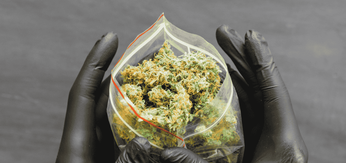 Sour Diesel Strain in Canada | THC, Effects & Type Guide